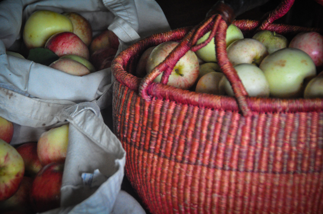 Foraging apples - rachel wolf | clean