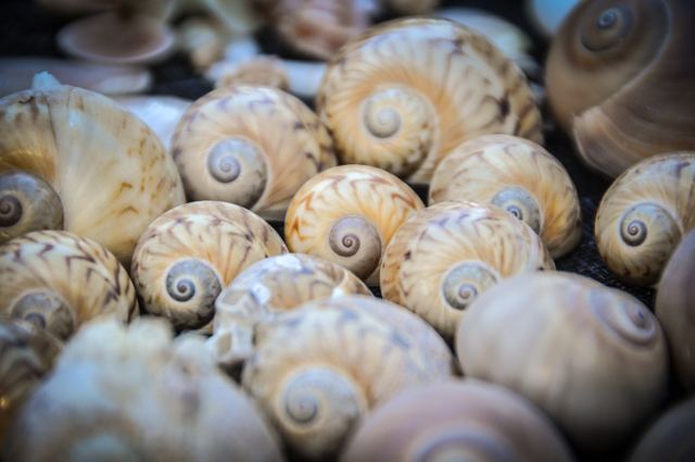 Postcard 6: Seashell school - rachel wolf | clean